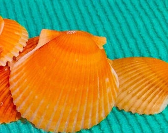 Orange seashell | Etsy