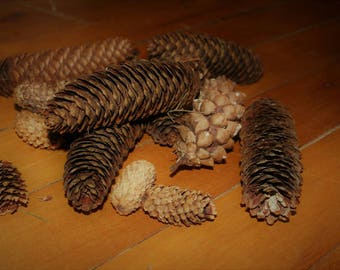 Real Pinecones Natural Pinecones Organic Pinecones Christmas
