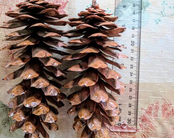 White pine cone | Etsy