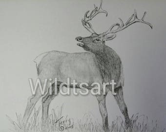 Elk drawing | Etsy