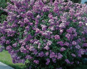 Lilac bush | Etsy