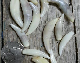 Real Animal Teeth Assorted Species 25 Pieces Stock No.