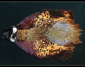 Wild Manchurian Ringneck Pheasant Feathers Pelt Skin