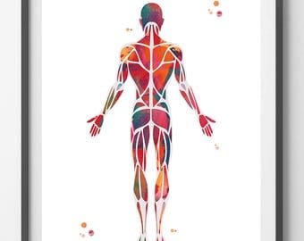 Muscular system | Etsy