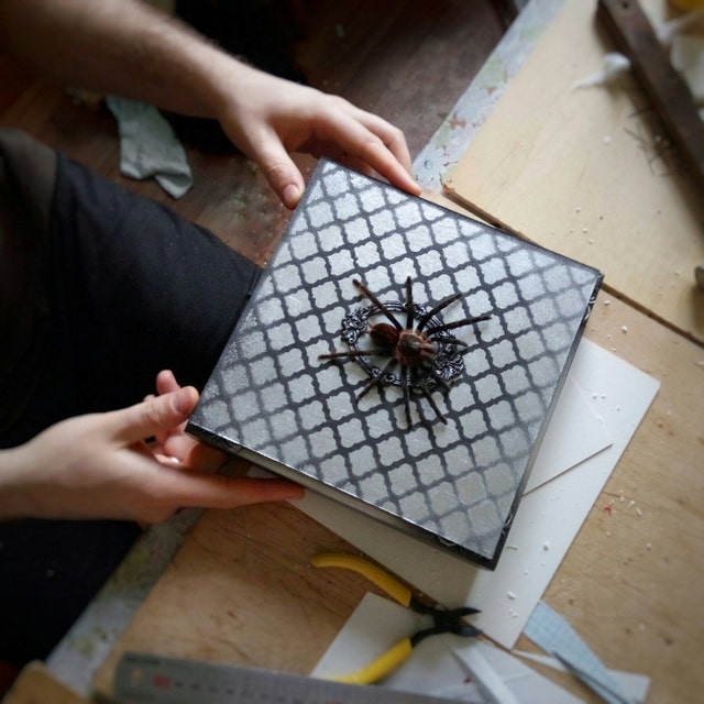 Real framed spiders and insects by TarantulaBox on Etsy