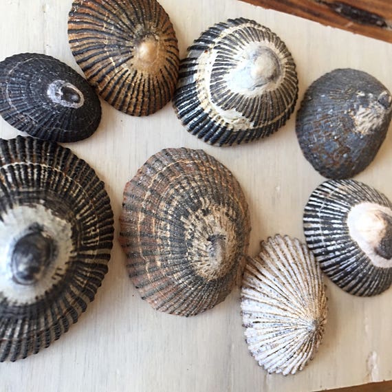 Hawaiian Limpet Shells Hawaiian Sea Shells Opihi Shells from
