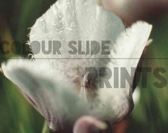 Multi Colored Parrot Tulip Watercolor