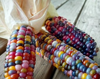Glass Gem Corn gorgeous 25 seeds rare heirloom original