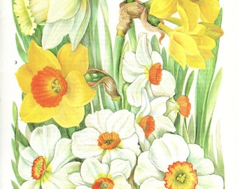 Daffodil print | Etsy