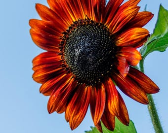 Sunflower Photography yellow teal flower art print turquoise