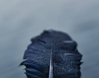 Feather Photograph Macro Photography Nature Photography