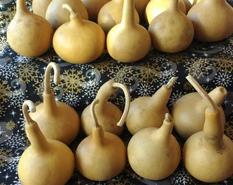 Miniature gourd | Etsy