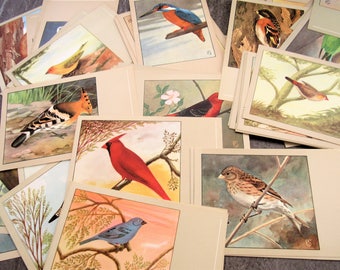 Bird postcards | Etsy