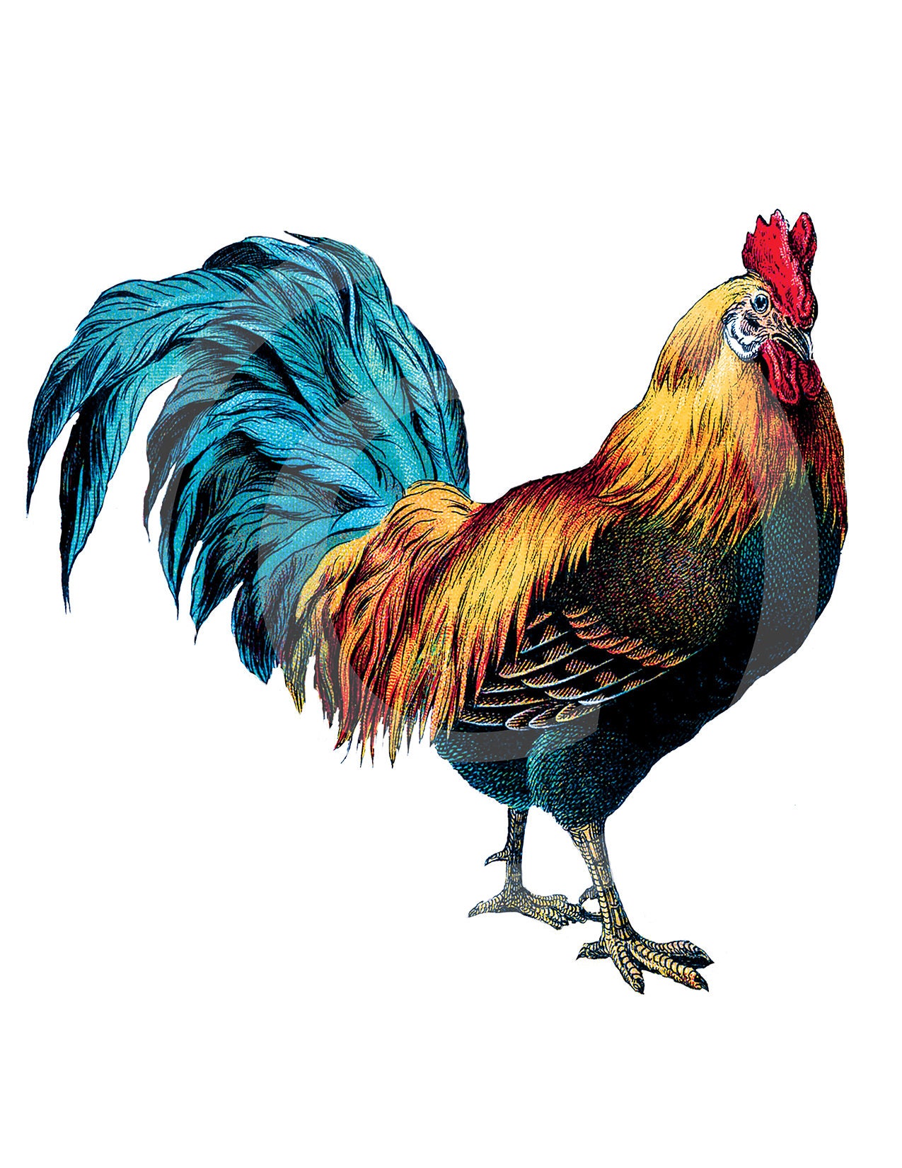 Rooster Rooster clipart Vintage Rooster Rooster Clip-Art