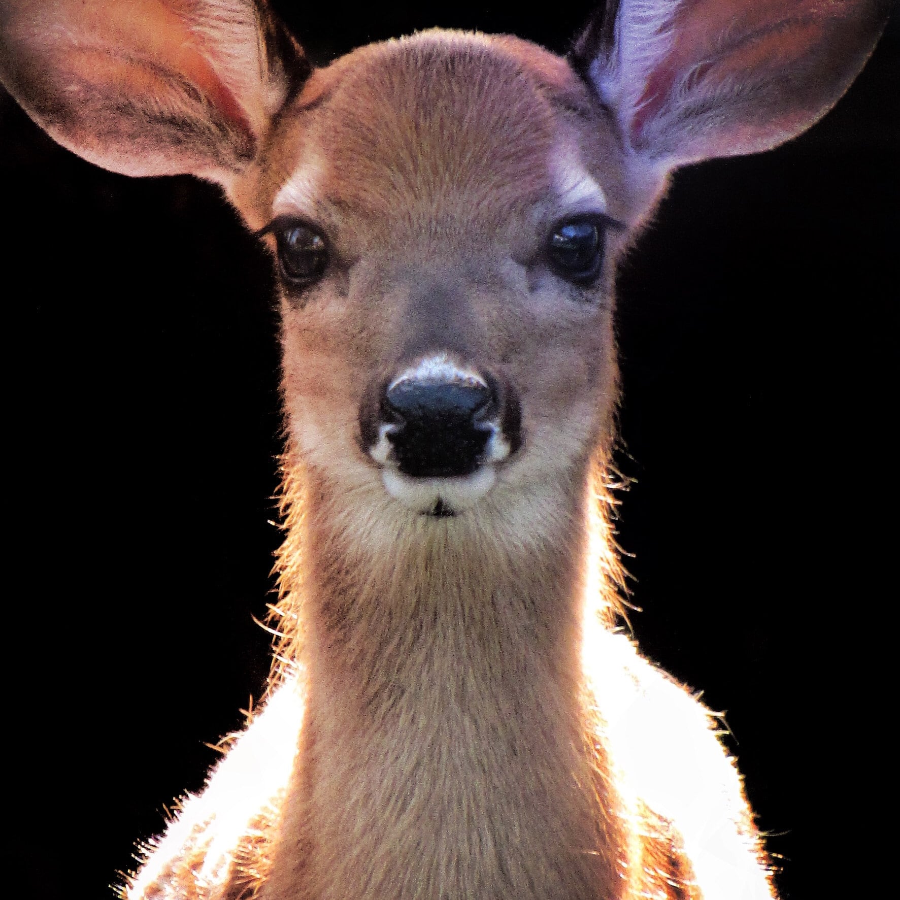 Fuzzy Fawn Wildlife Rescue Shop by FuzzyFawnShop on Etsy