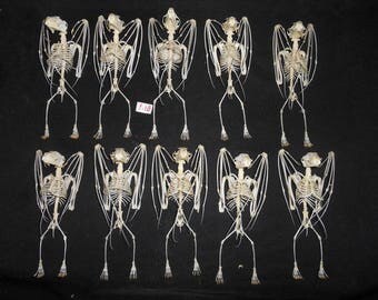 Real bat skeleton | Etsy