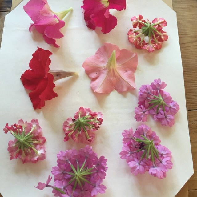 Plantable paper pressed flower art seed bombs by PulpArt on Etsy