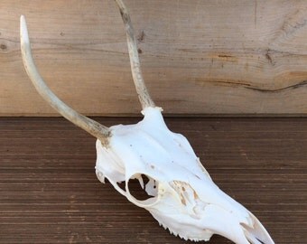 10 Deer First Phalanx Proximal Phalanx Bones Phalanges Knuckle