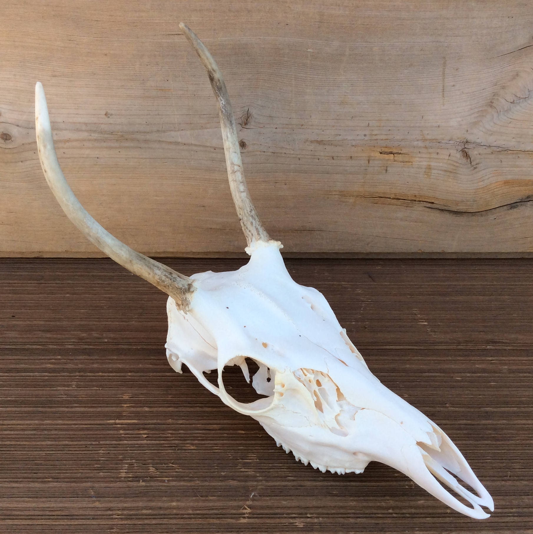 Authentic 2 Point Spike Whitetail Deer Skull European Mount from ...