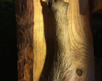 Roadkill Raccoon Bookmark Vegan Roadkill Raccoon Made to