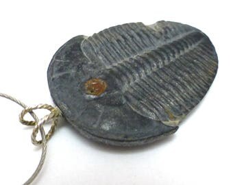 Trilobite pendant | Etsy