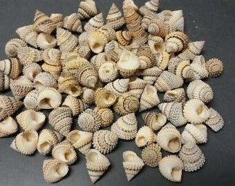 Periwinkle shells | Etsy