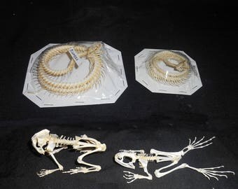 Snake skeleton | Etsy