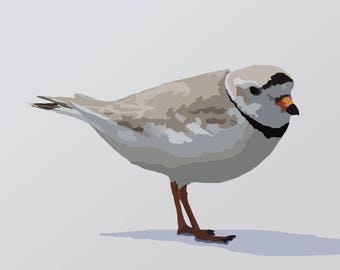 Piping plover art | Etsy