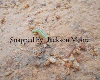 I is for Inchworm Alphabet Print