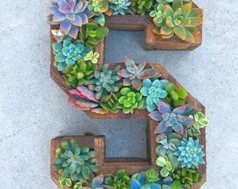 Succulent letter | Etsy
