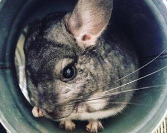 Chinchilla toy | Etsy