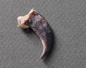 Real wolf tooth | Etsy