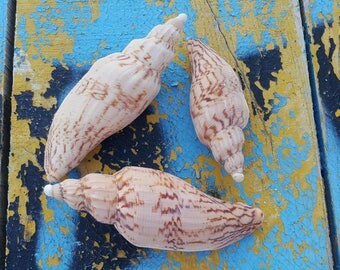 Natural sea shells | Etsy