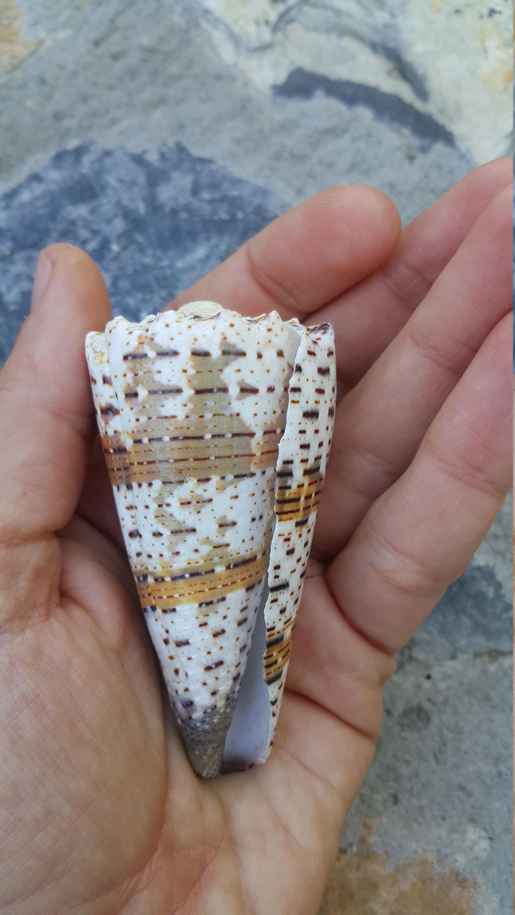 Natural huge cone shell for your collection from AEGEANTREASURES on ...