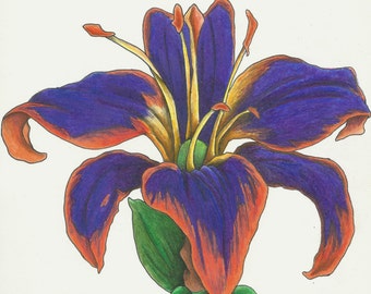 Lily pencil drawing | Etsy