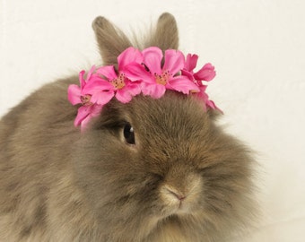 Pet rabbit clothing | Etsy