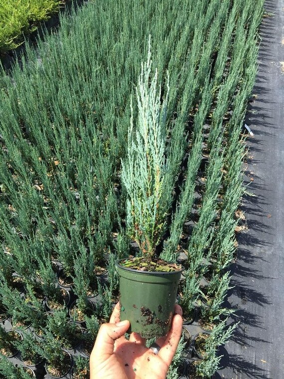 Skyrocket Juniper Juniperus Scopulorum Live Evergreen Tree