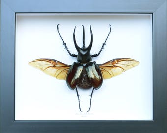 Cadre insecte | Etsy