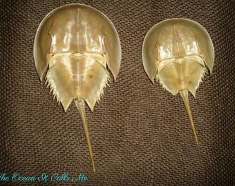 Atlantic Horseshoe Crab Shell with Tail and Legs Intact