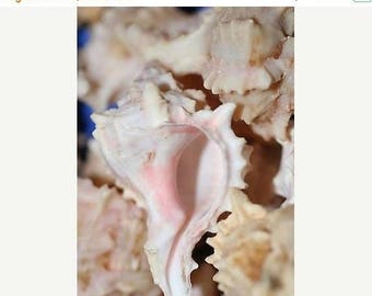 Pink seashells | Etsy
