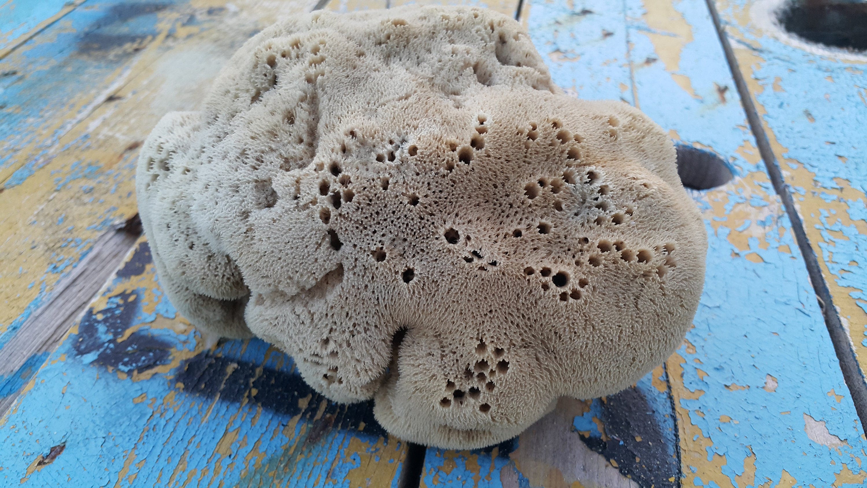 Natural sea sponge from aegean sea