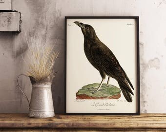 Raven illustration | Etsy