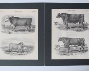 1853 COWS CATTLE ENGRAVING hereford bull & cow original