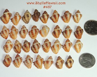Kahelelani shells | Etsy
