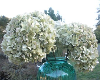 Dried hydrangeas | Etsy