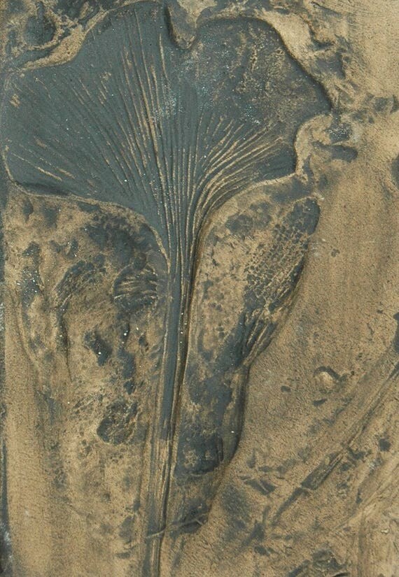 Ginkgo Fossil Replica in Museum Quality