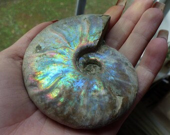 Ammonite | Etsy