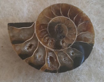 Sea snail fossil | Etsy