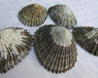 Hawaiian opihi | Etsy