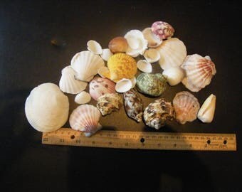 Natural sea shells | Etsy